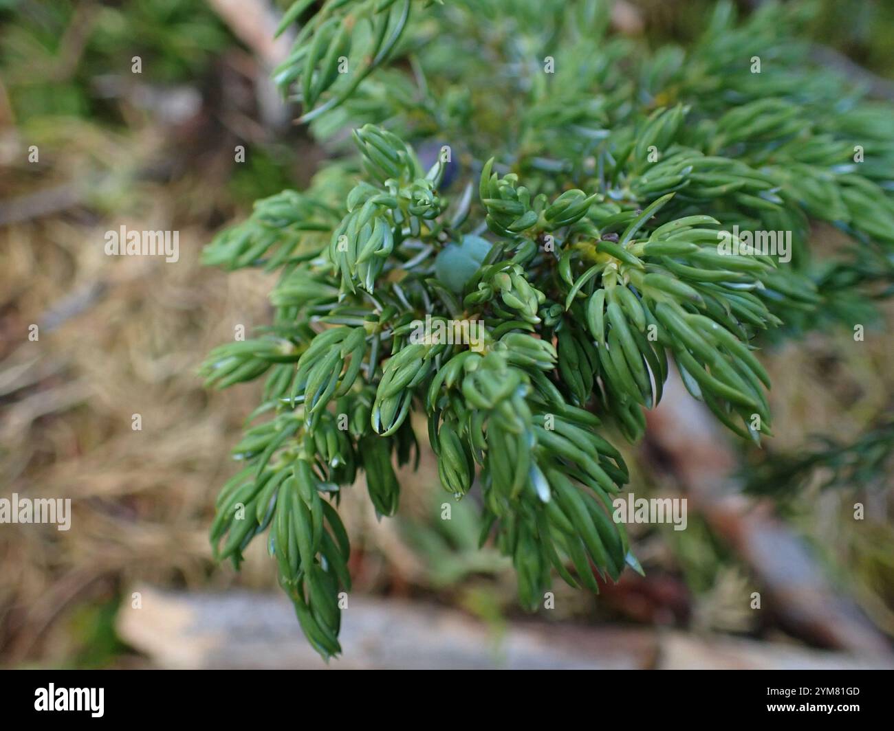 common juniper (Juniperus communis Stock Photo - Alamy