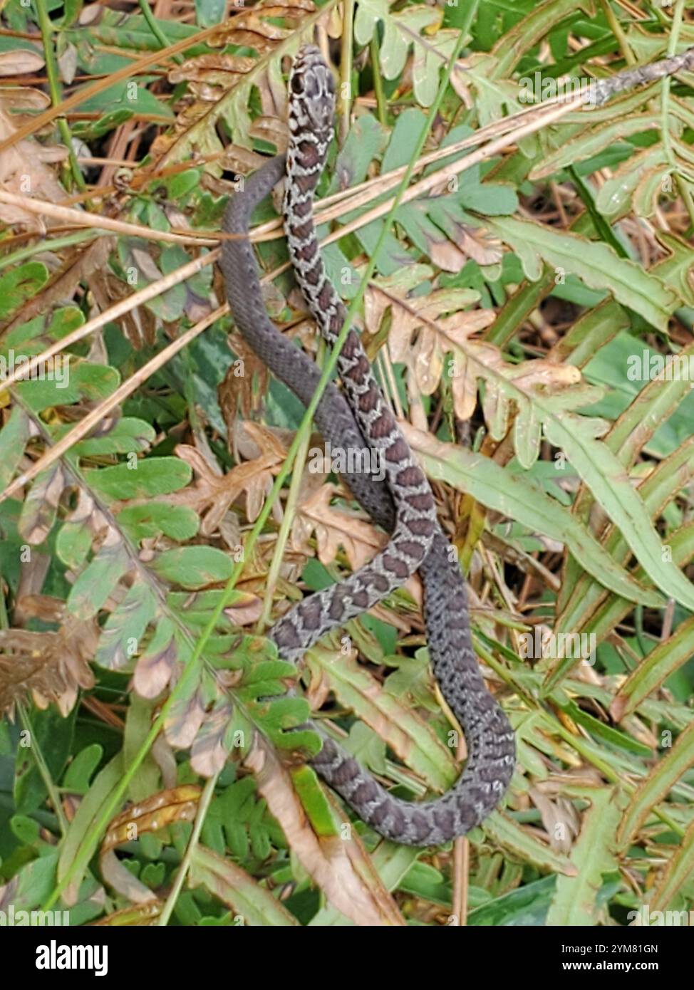 North American Racer (Coluber constrictor Stock Photo - Alamy