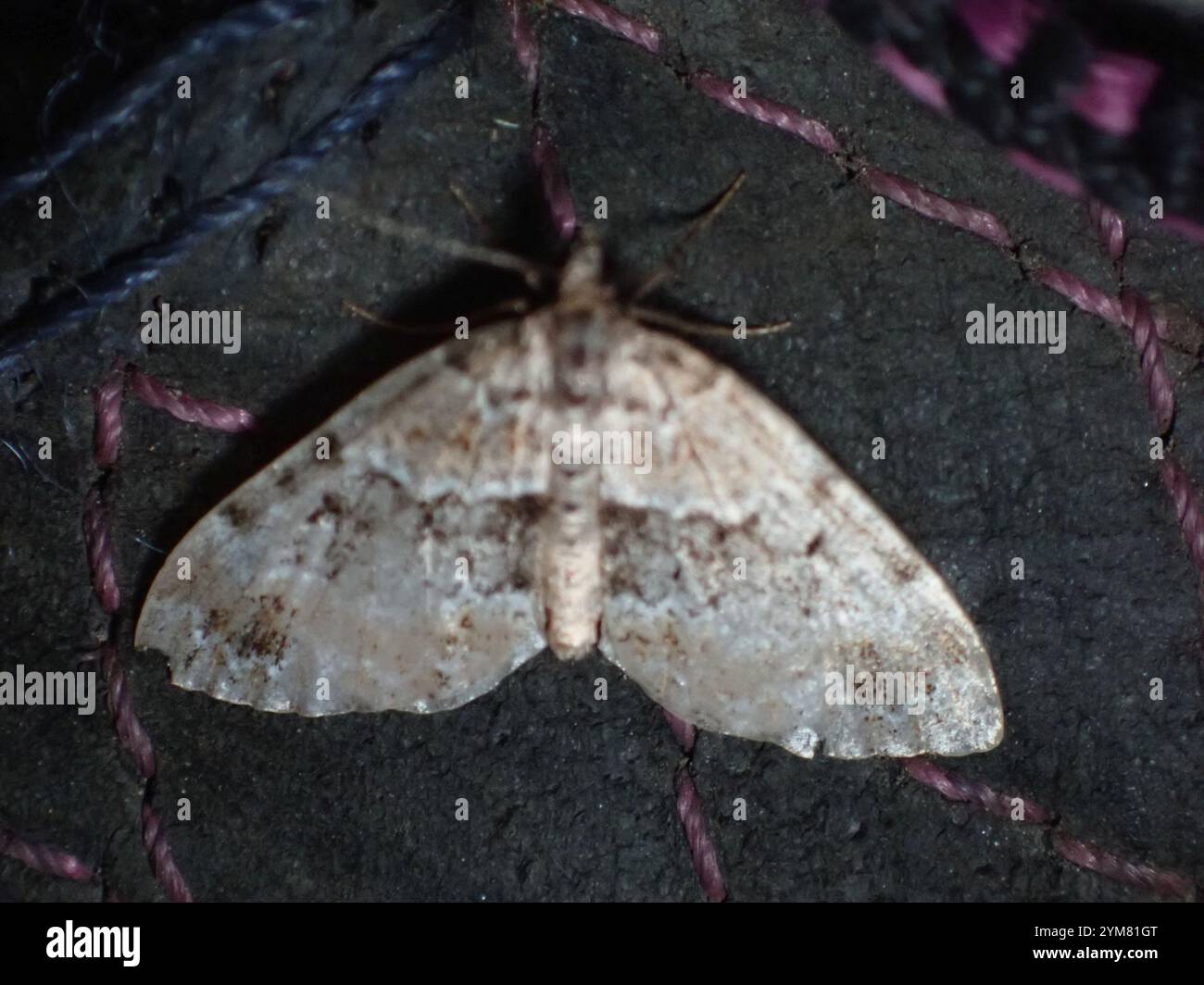 Geometer Moths (Geometridae Stock Photo - Alamy
