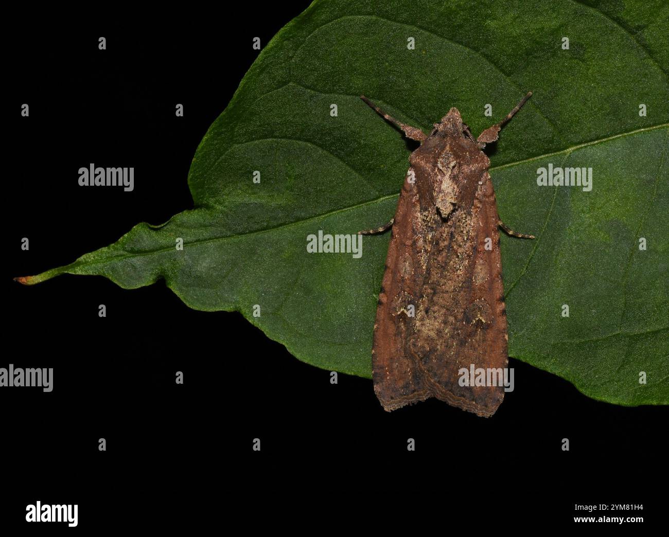 Variegated Cutworm Moth (Peridroma saucia Stock Photo - Alamy