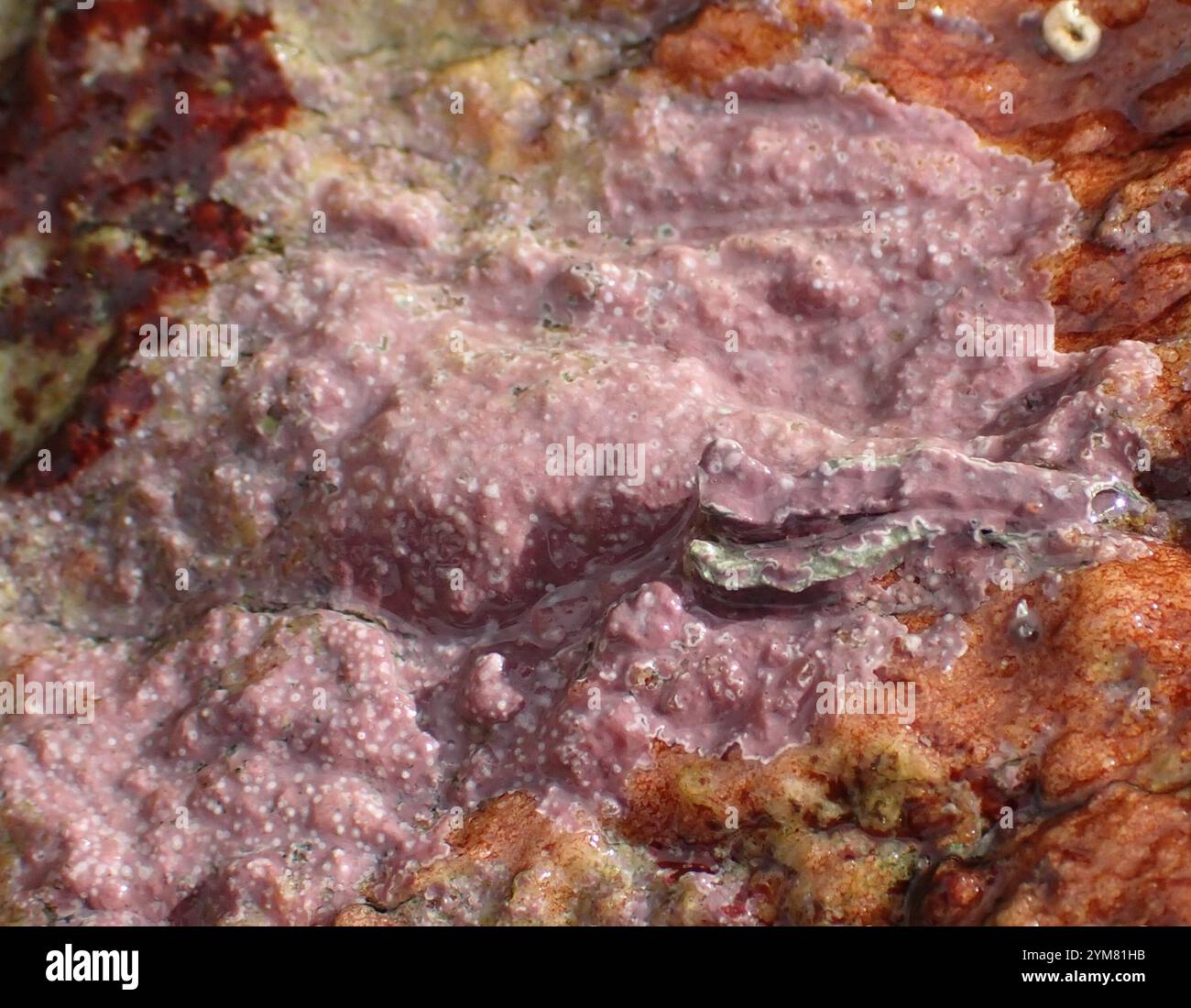 Crustose coralline algae (Lithothamnion Stock Photo - Alamy