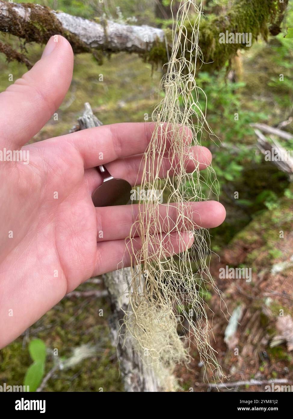 Witch's Hair (Alectoria sarmentosa Stock Photo - Alamy