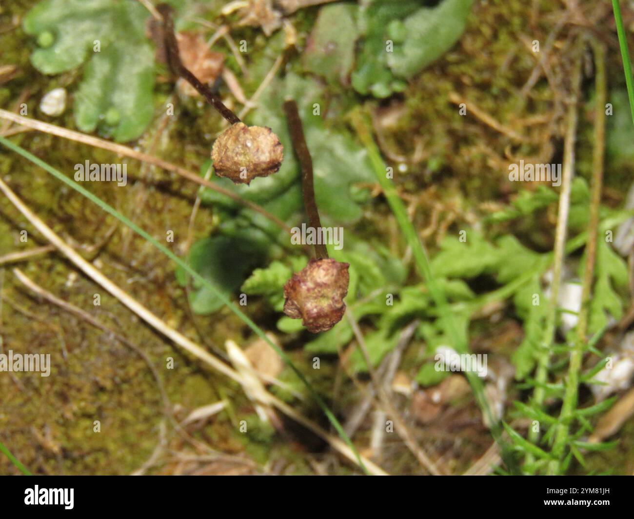 Narrow Mushroom-headed Liverwort (Marchantia quadrata Stock Photo - Alamy