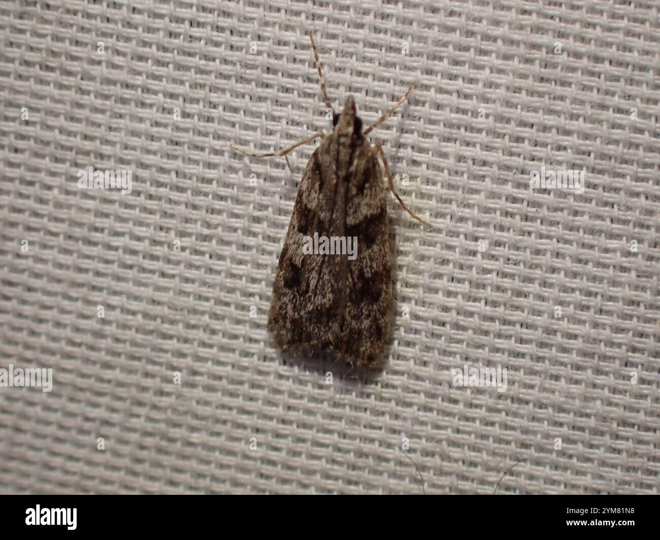 Double-striped Scoparia Moth (Scoparia biplagialis Stock Photo - Alamy