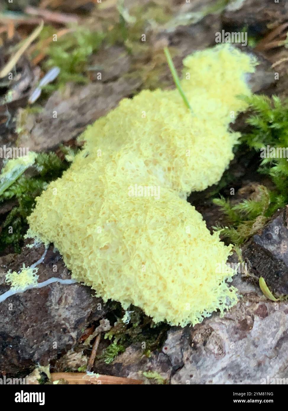 Dog Vomit Slime Mold (Fuligo septica Stock Photo - Alamy