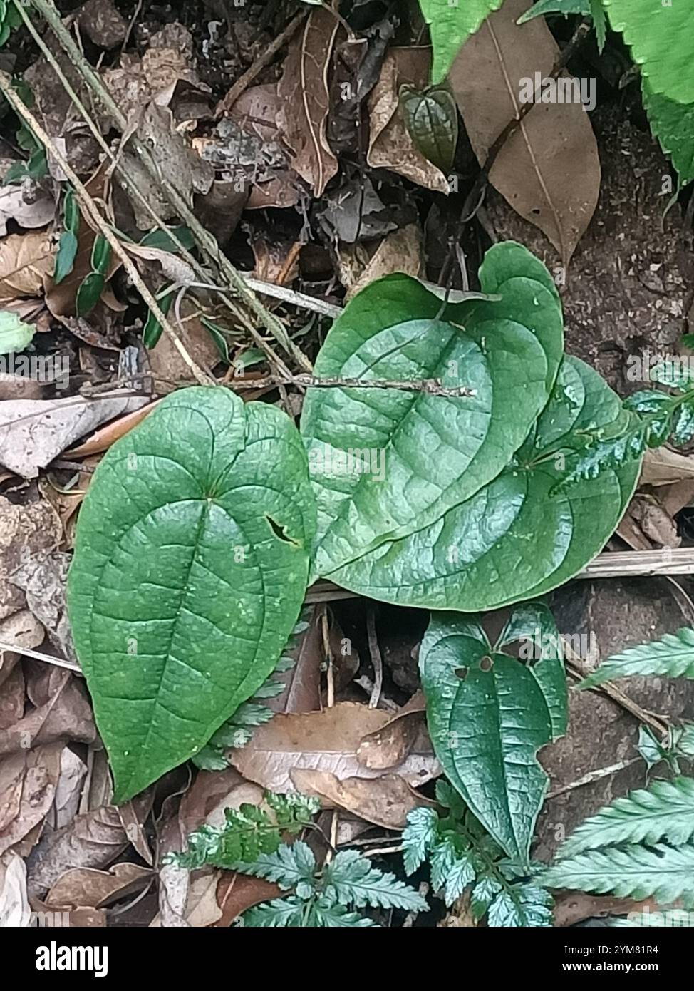 Common Yam Vine (Dioscorea transversa Stock Photo - Alamy