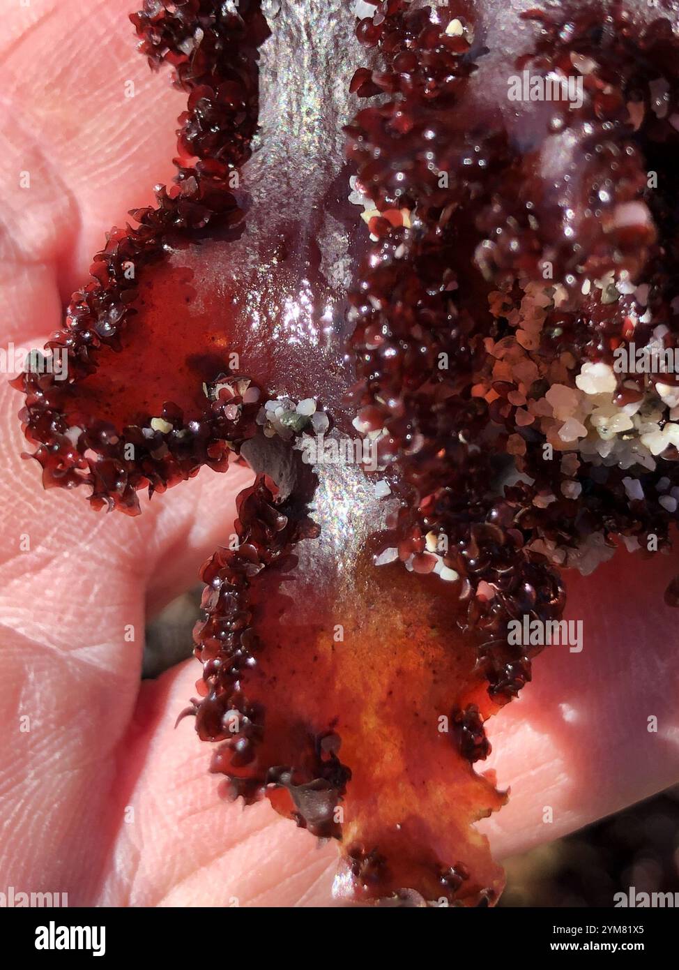 Grape Tongue (Cryptopleura ruprechtiana Stock Photo - Alamy