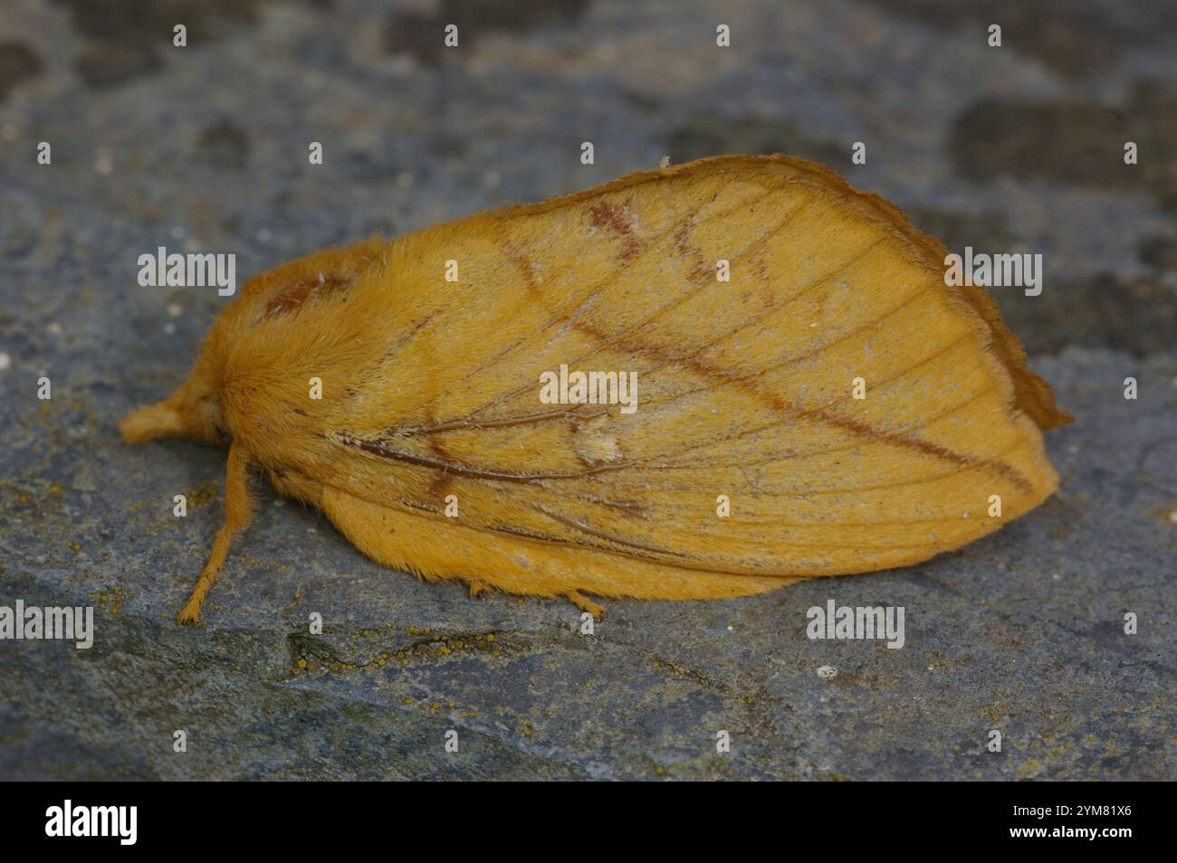 Drinker Moth (Euthrix potatoria Stock Photo - Alamy