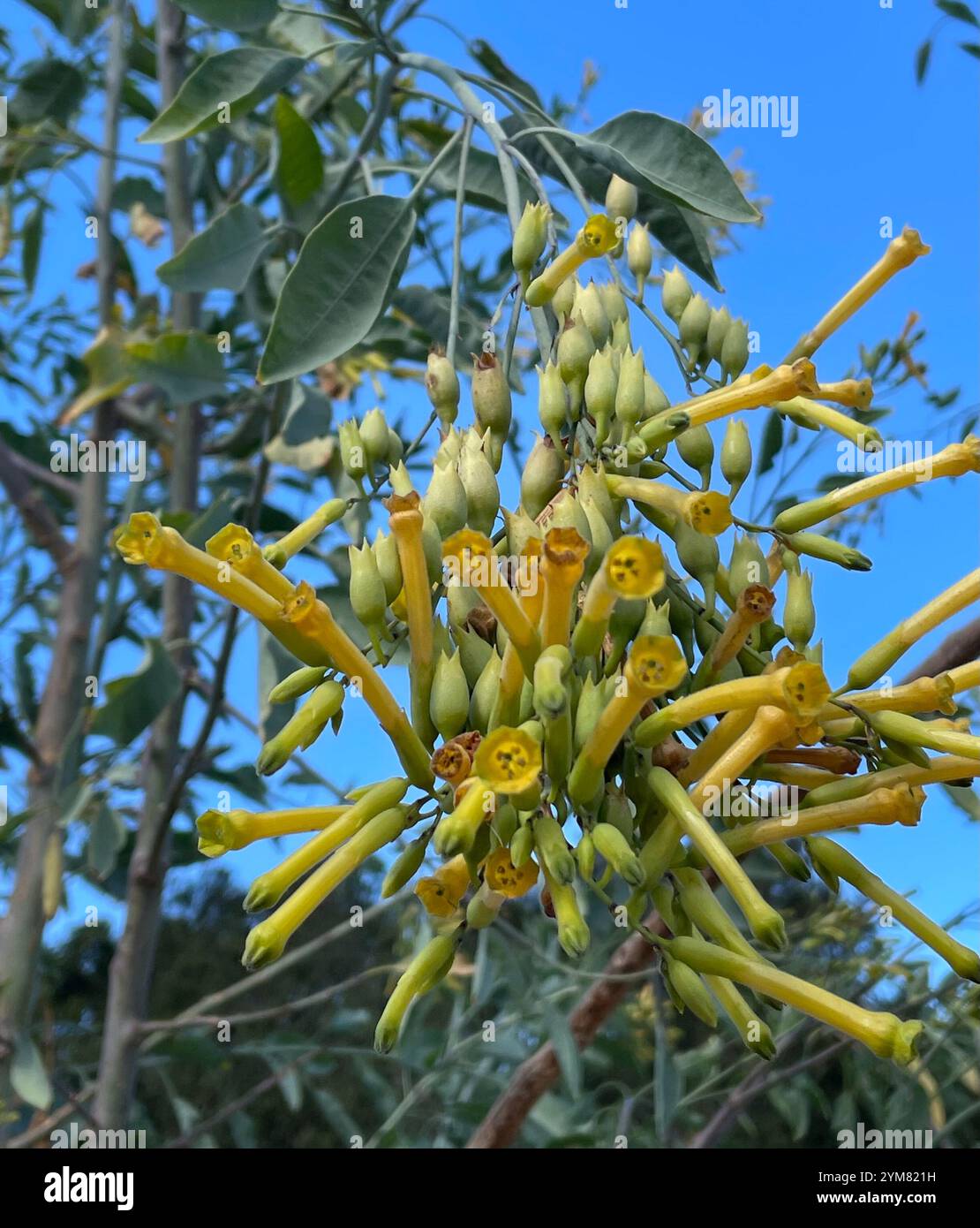 tree tobacco (Nicotiana glauca Stock Photo - Alamy