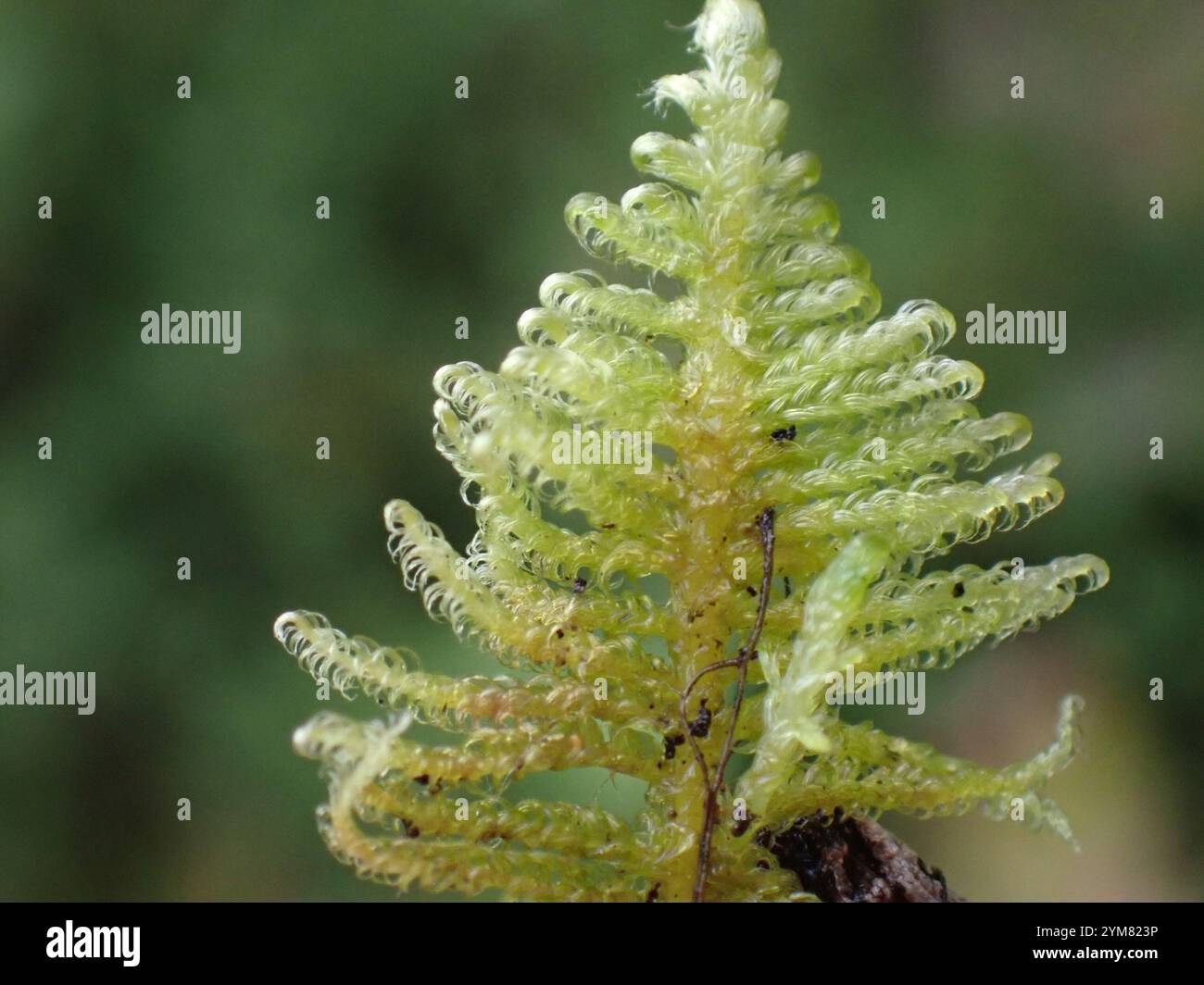 Ostrich-plume Moss (Ptilium crista-castrensis Stock Photo - Alamy