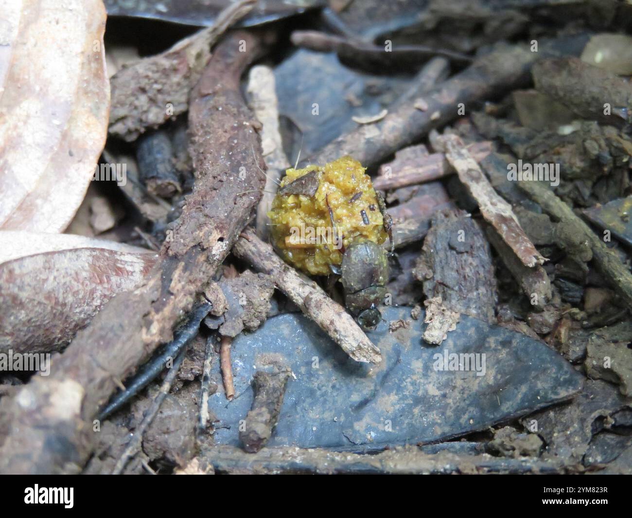 Dung Rollers (Canthon Stock Photo - Alamy