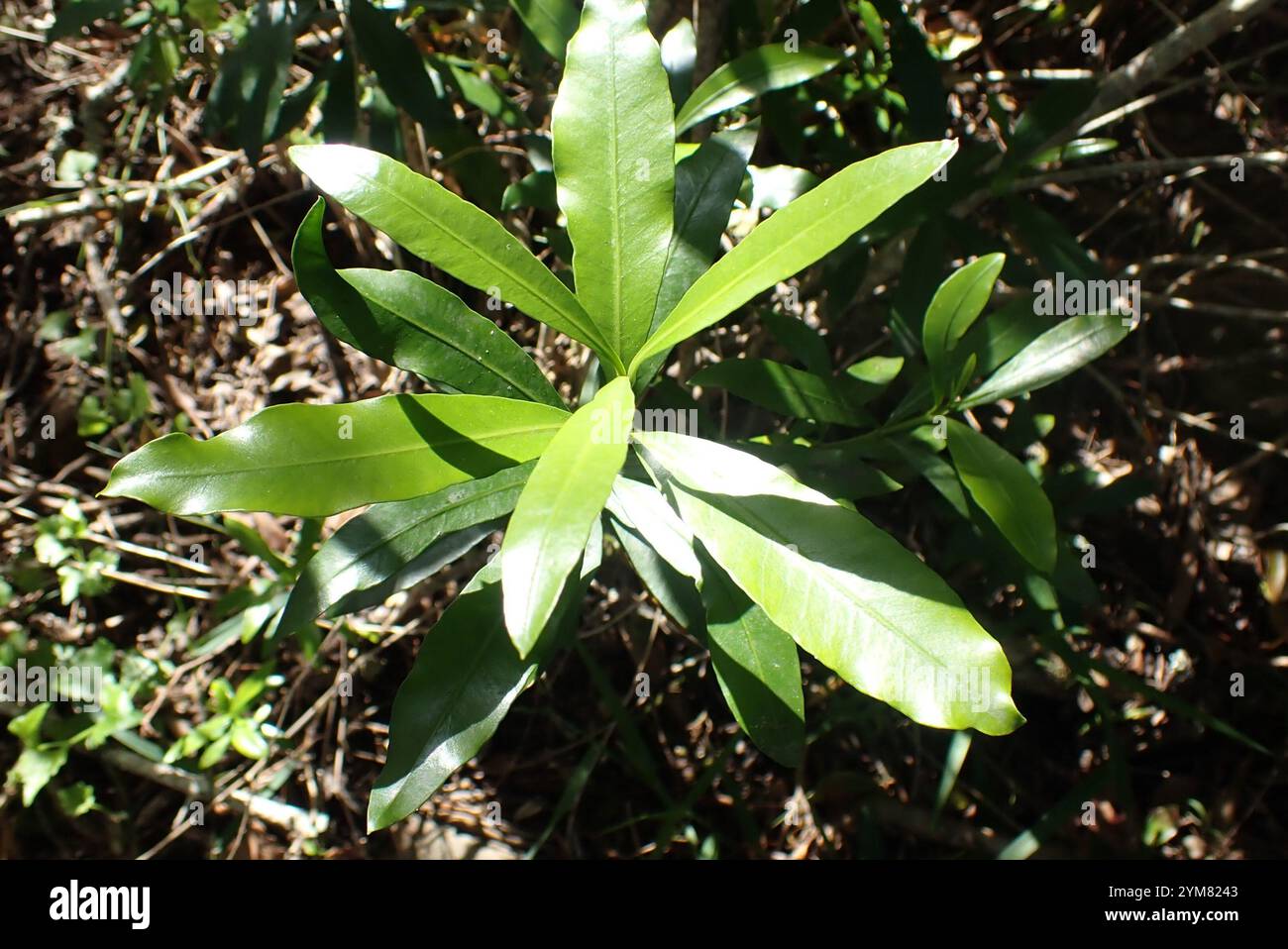 Knysna Boxwood (Gonioma kamassi Stock Photo - Alamy