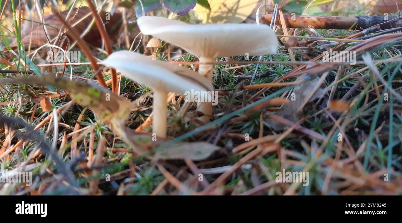 Fragrant Funnel (Clitocybe fragrans Stock Photo - Alamy
