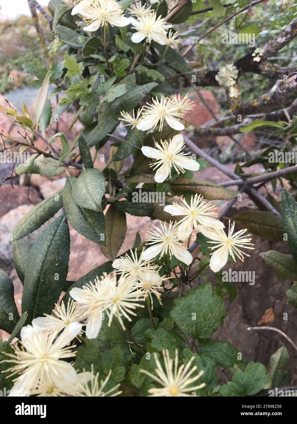 Pipestem Clematis (Clematis lasiantha Stock Photo - Alamy