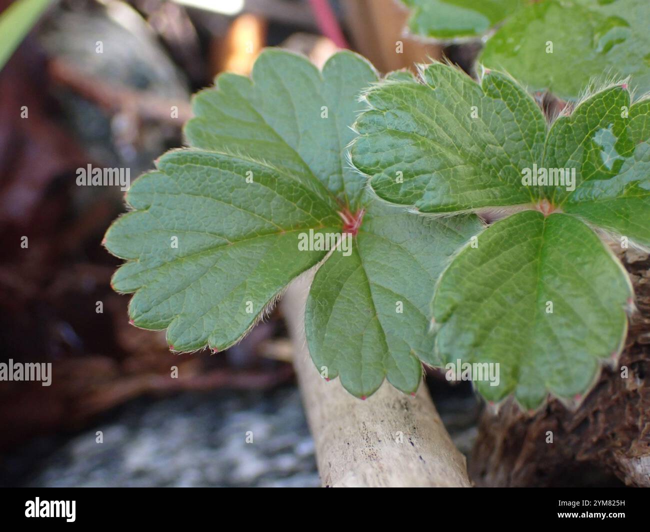beach strawberry (Fragaria chiloensis Stock Photo - Alamy