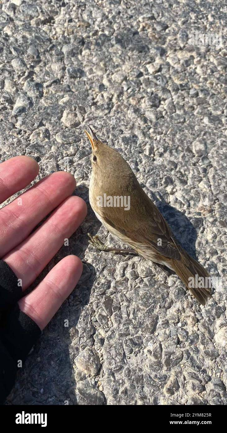 Reed warblers and allies hi-res stock photography and images - Alamy