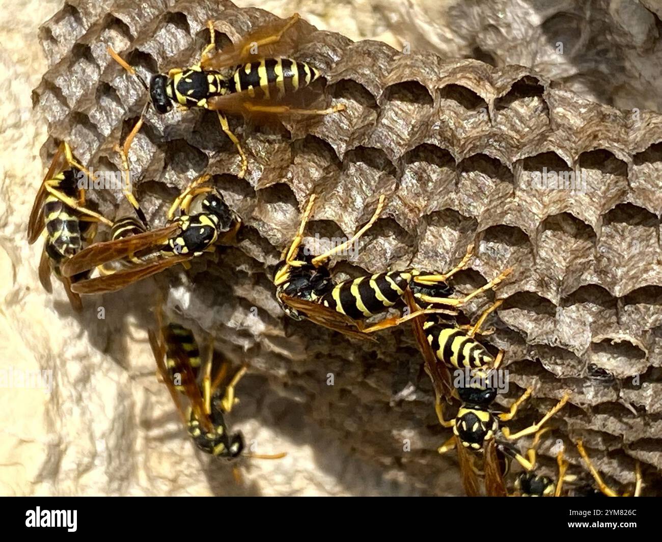 European Paper Wasp (Polistes dominula Stock Photo - Alamy