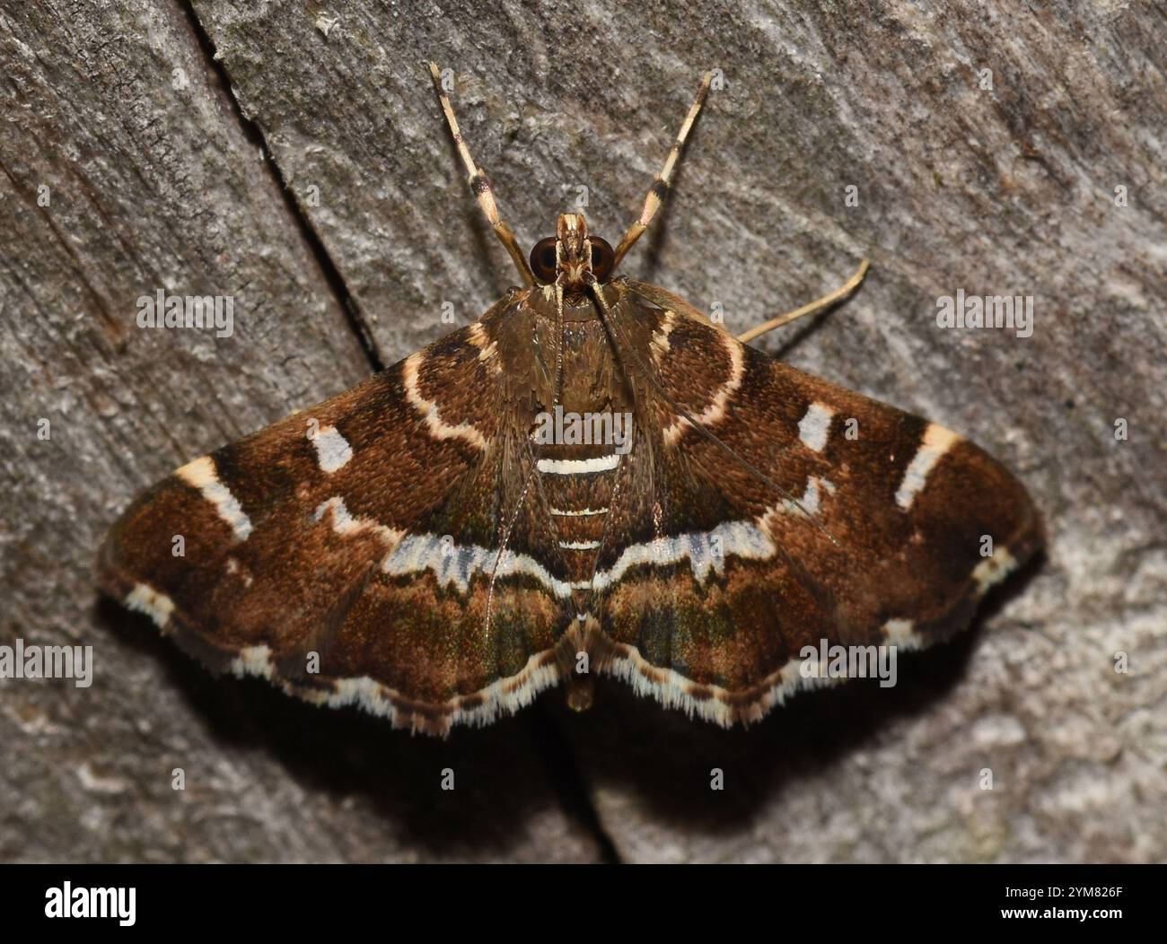 Spotted Beet Webworm Moth (Hymenia perspectalis Stock Photo - Alamy