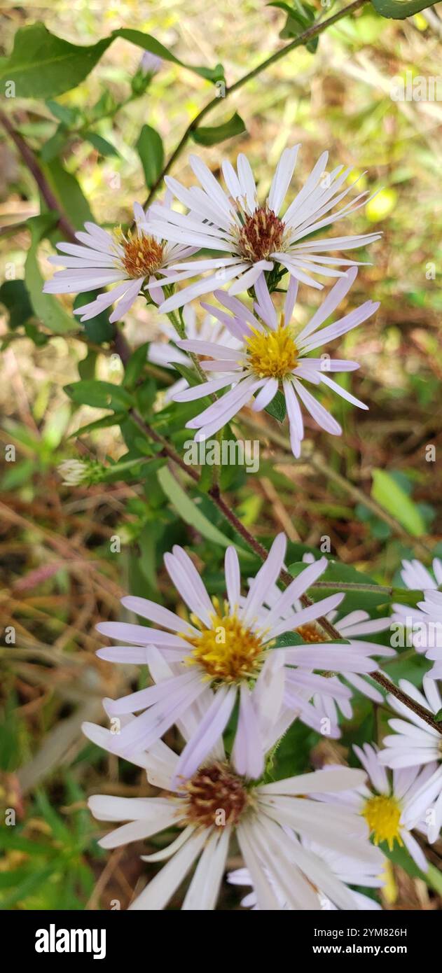 swamp aster (Symphyotrichum puniceum Stock Photo - Alamy