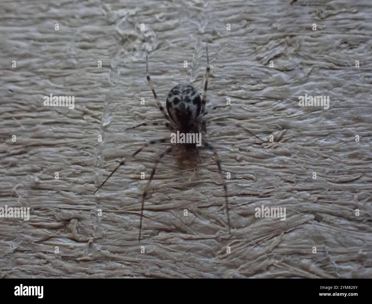 Sheetweb and Dwarf Weavers (Linyphiidae Stock Photo - Alamy