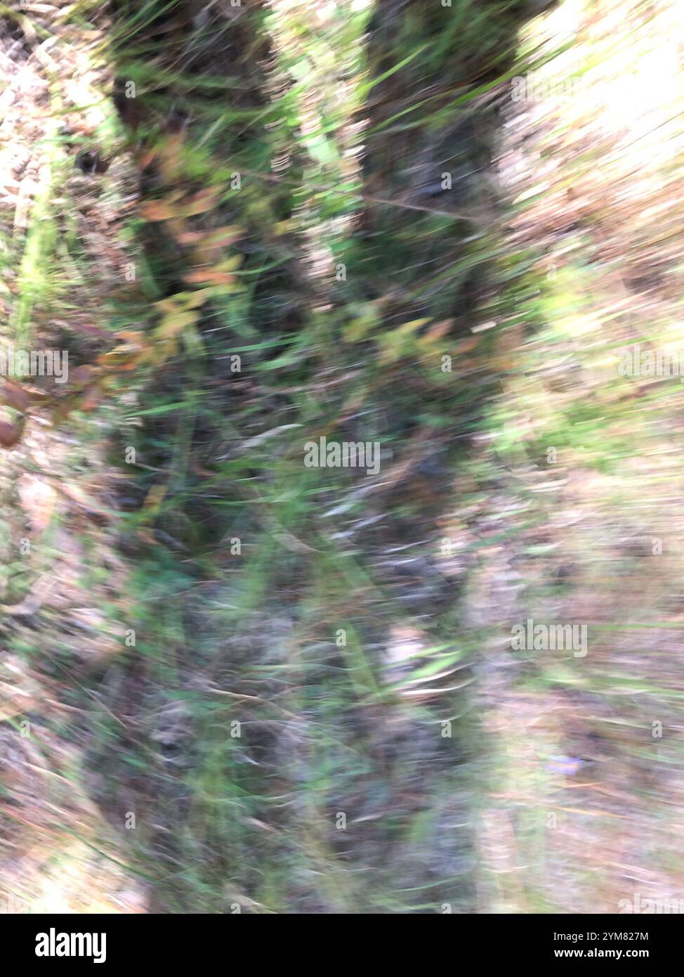 Savannah meadowbeauty (Rhexia alifanus Stock Photo - Alamy