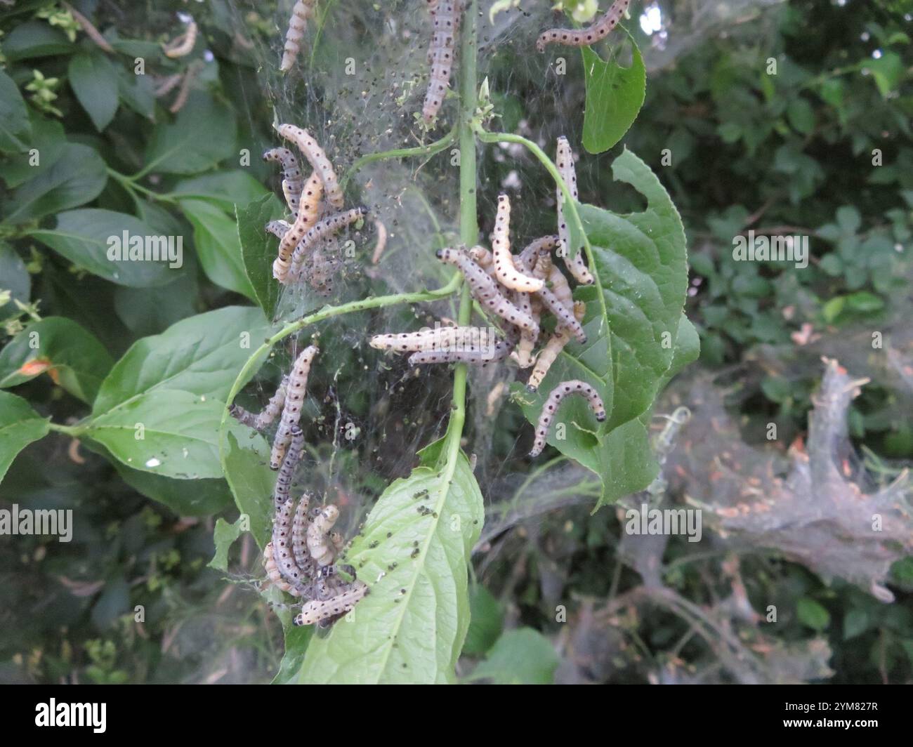 Spindle Ermine Moth (Yponomeuta cagnagella Stock Photo - Alamy
