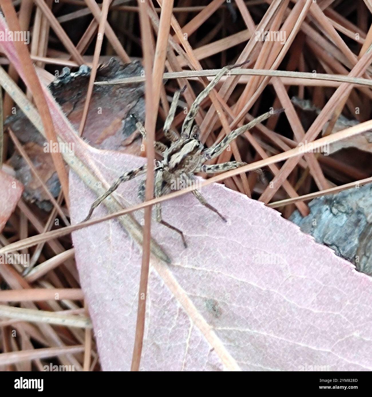 Wolf Spiders and Allies (Lycosoidea Stock Photo - Alamy