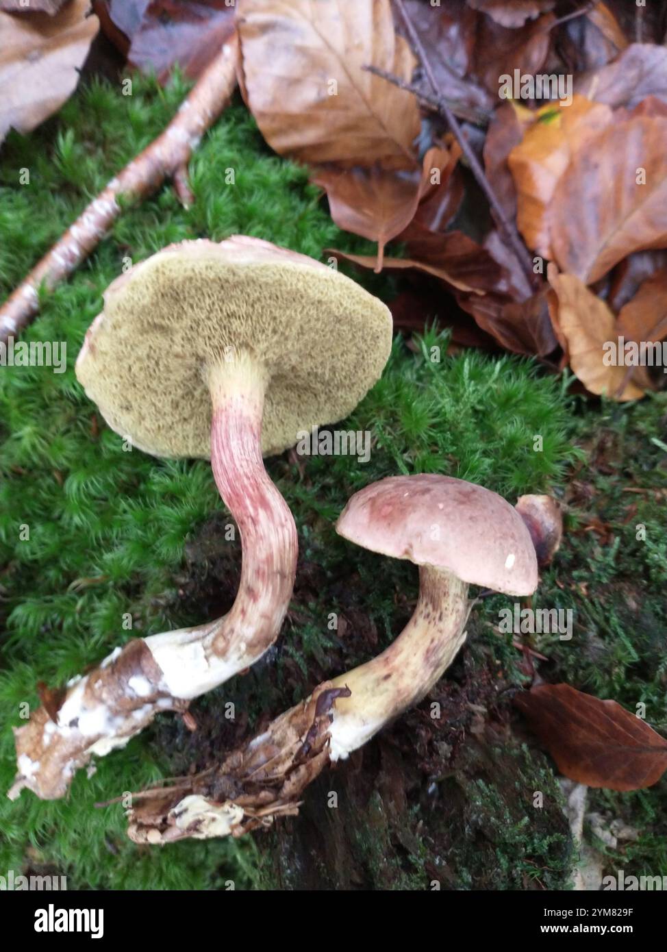 Red-cracking Bolete (Xerocomellus chrysenteron Stock Photo - Alamy