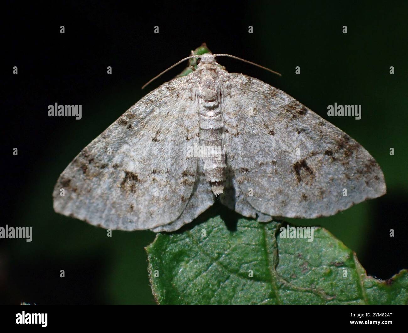 Geometer Moths (Geometridae Stock Photo - Alamy