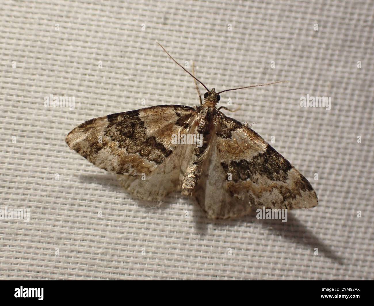 Carpet Moths (Larentiinae Stock Photo - Alamy