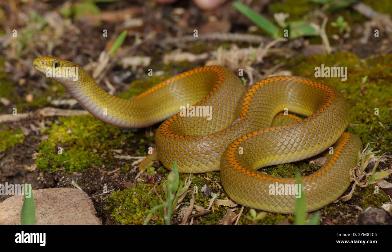 Aurora House Snake (Lamprophis aurora Stock Photo - Alamy