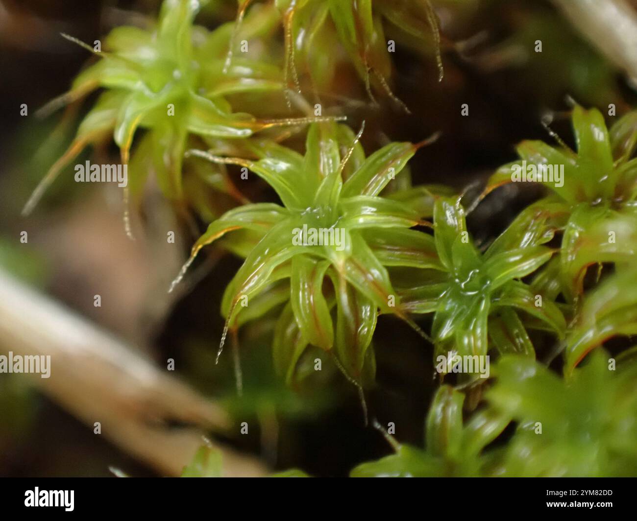 Star Moss (Syntrichia ruralis Stock Photo - Alamy
