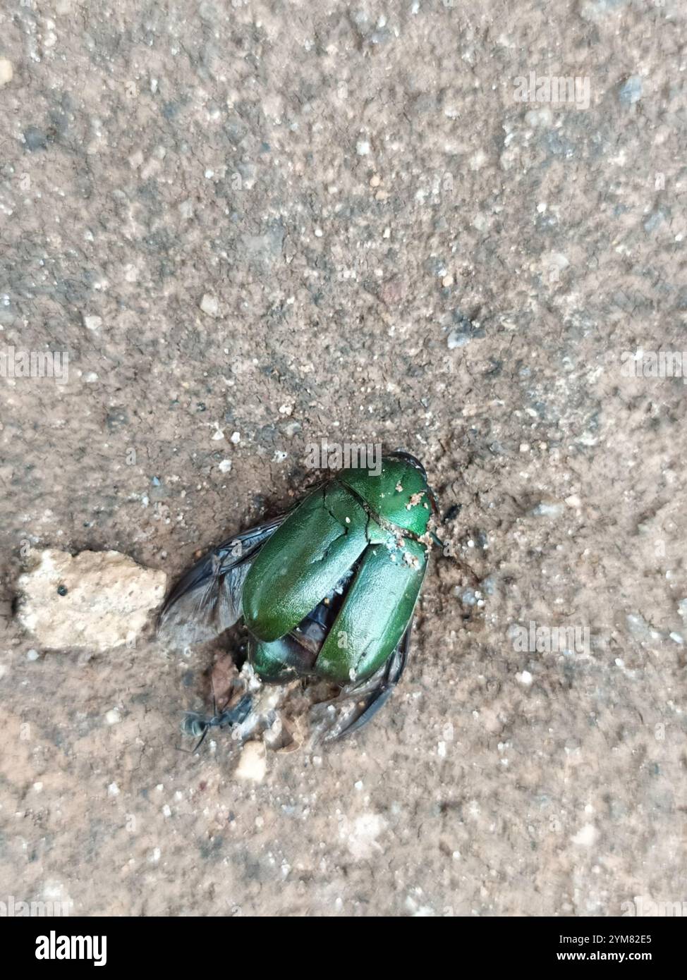Green Chafer (Anomala albopilosa Stock Photo - Alamy