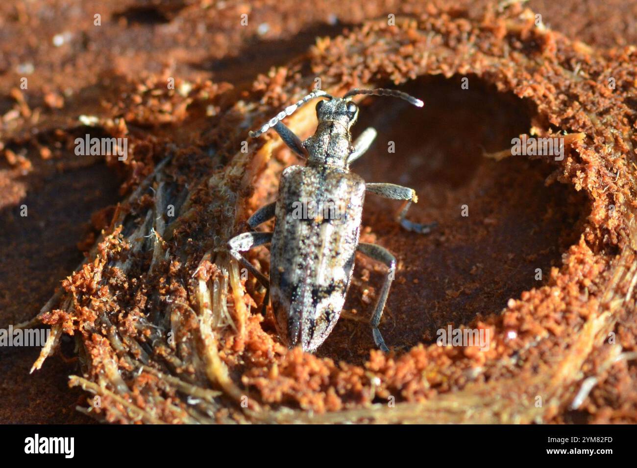 Ribbed Pine Borer (Rhagium inquisitor Stock Photo - Alamy
