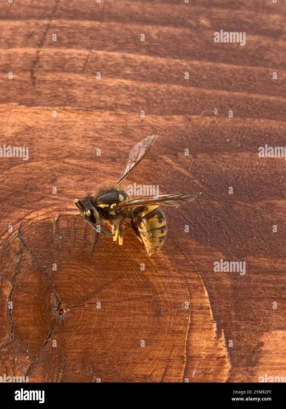 German Yellowjacket (Vespula germanica Stock Photo - Alamy