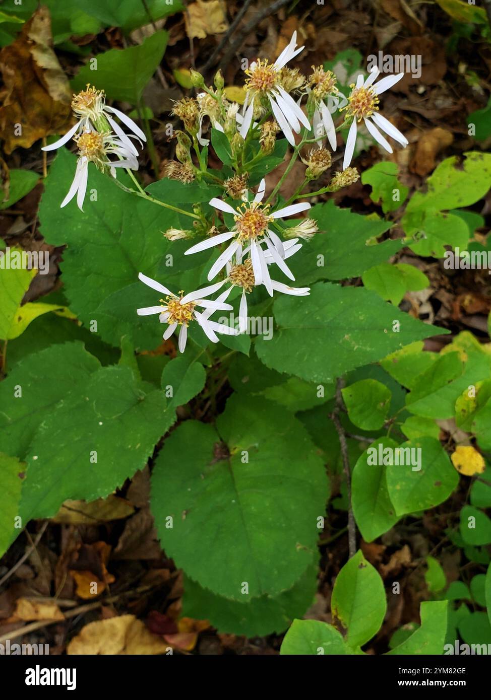 large-leaved aster (Eurybia macrophylla Stock Photo - Alamy