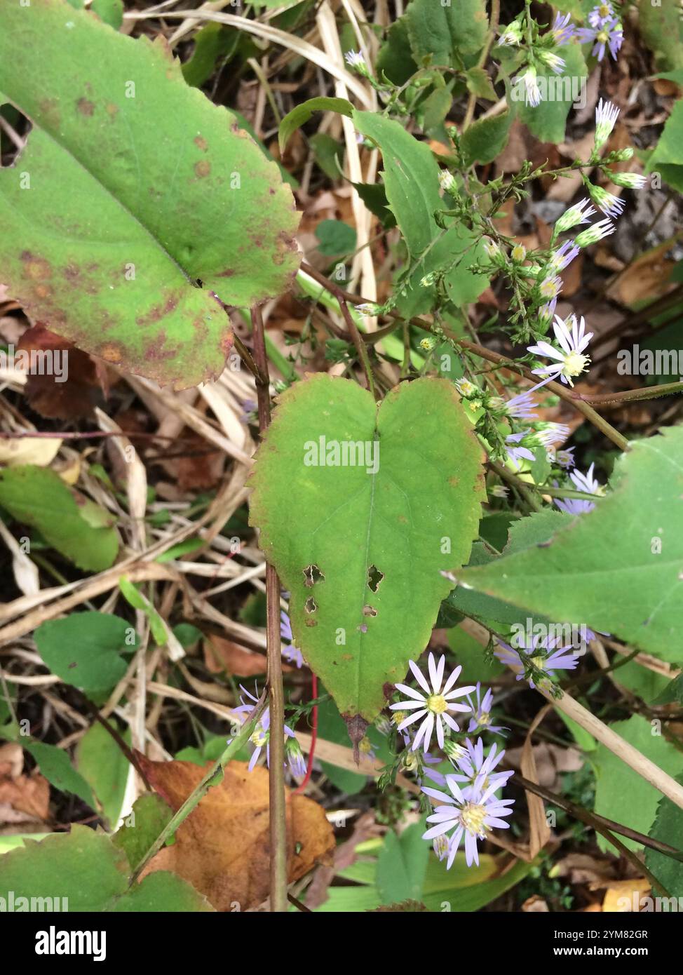 Common Blue Wood Aster (Symphyotrichum cordifolium Stock Photo - Alamy