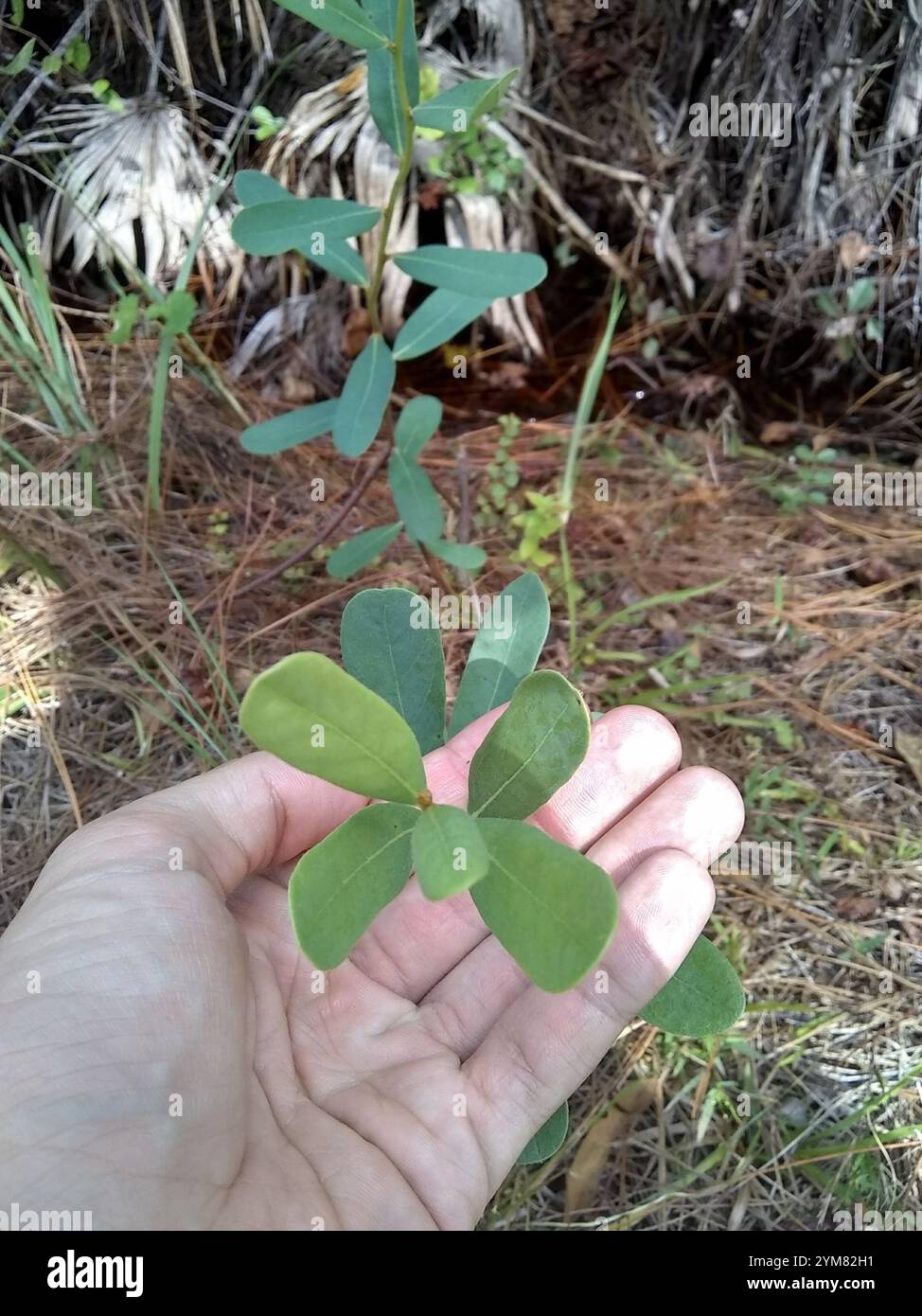 netted pawpaw (Asimina reticulata Stock Photo - Alamy