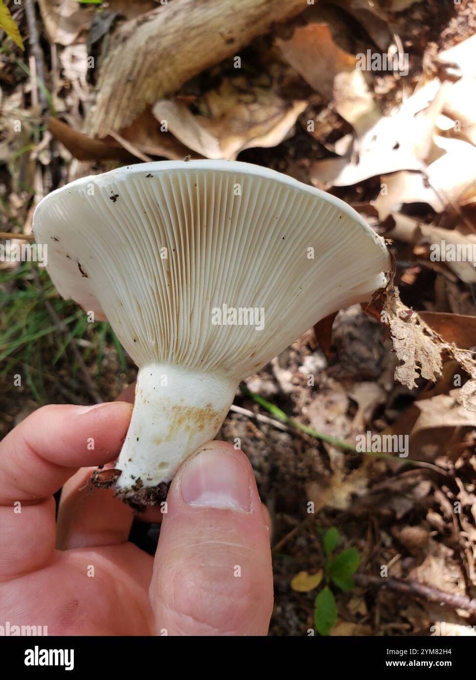 Short-stemmed Russula (Russula brevipes Stock Photo - Alamy