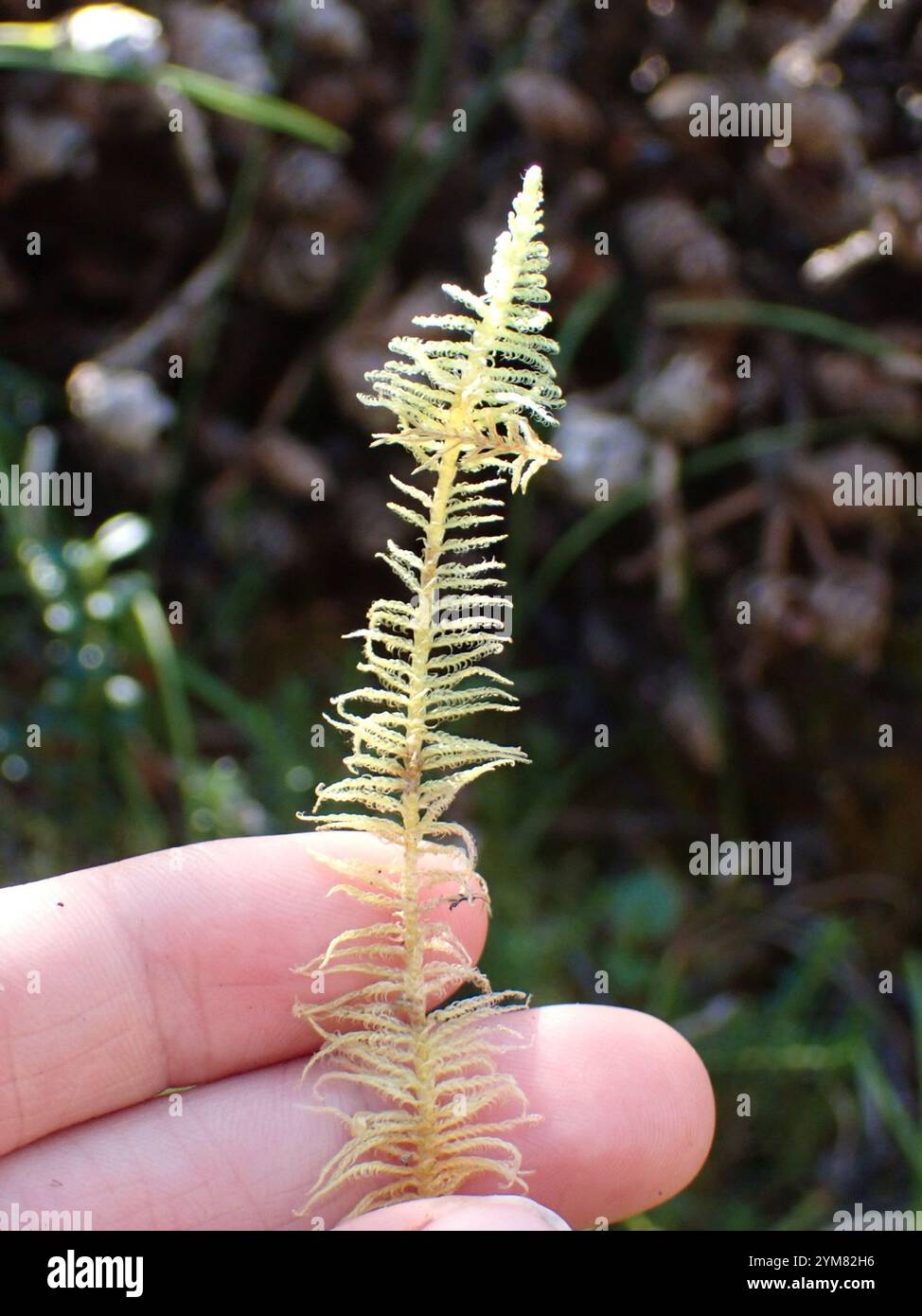 Ostrich-plume Moss (Ptilium crista-castrensis Stock Photo - Alamy
