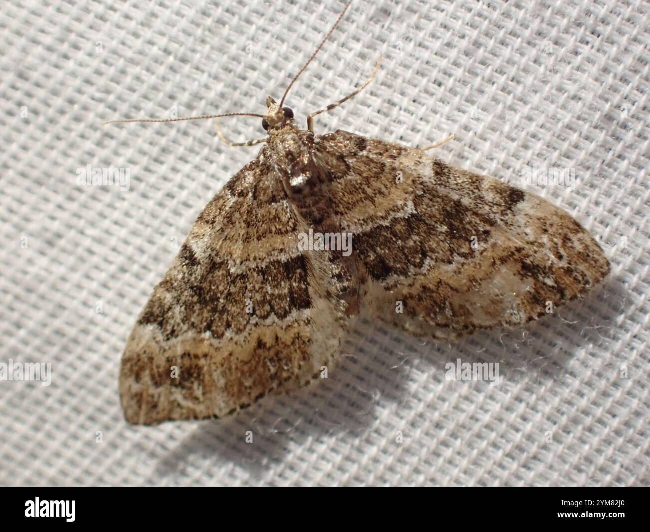 Grand Rivulet Moth (Martania grandis Stock Photo - Alamy