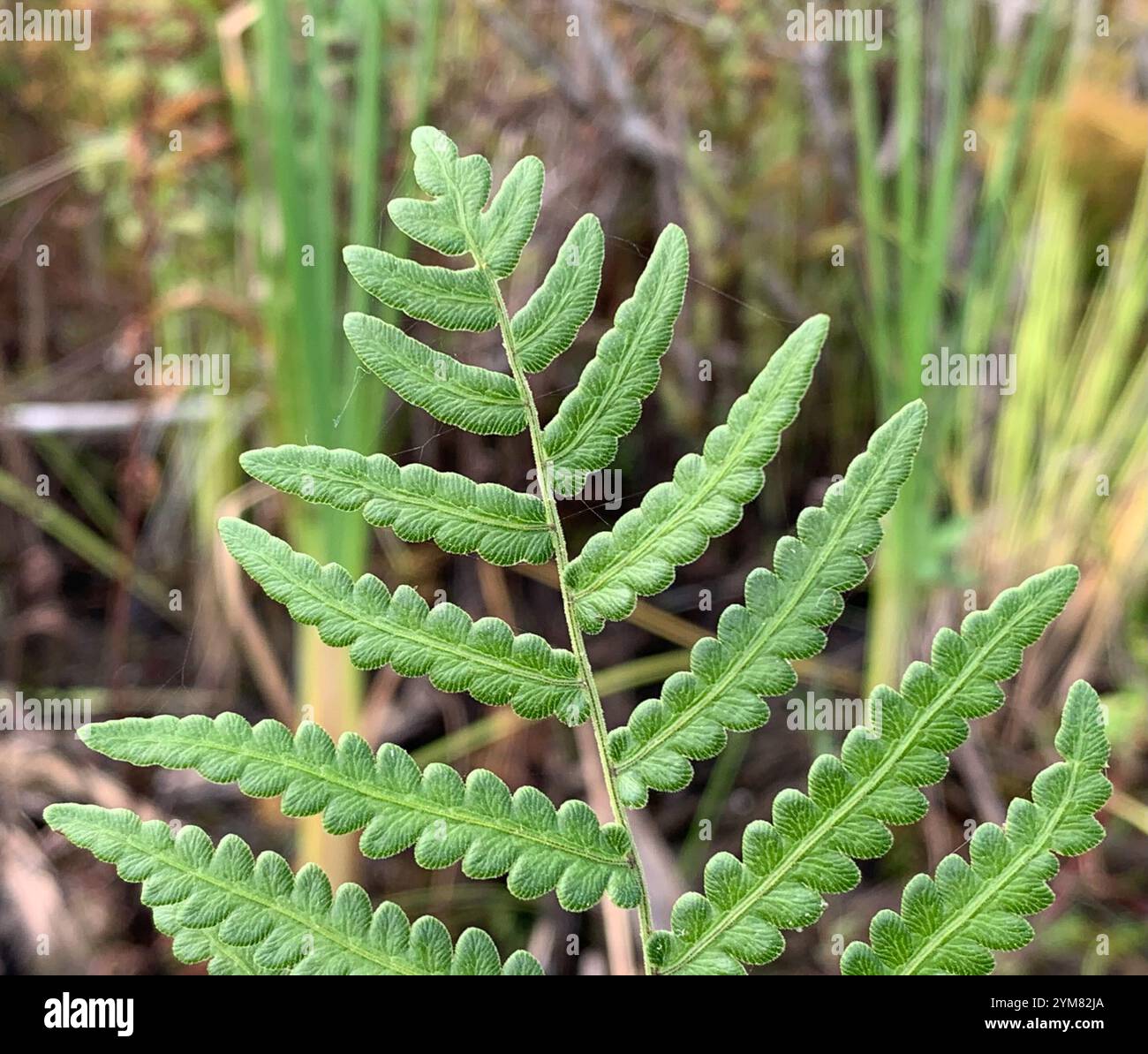 Virginia chainfern (Woodwardia virginica Stock Photo - Alamy