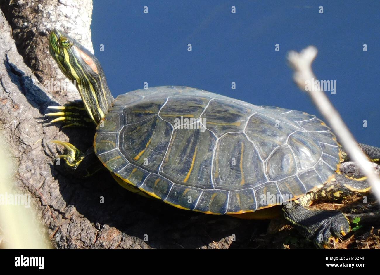 Pond Slider (Trachemys scripta Stock Photo - Alamy
