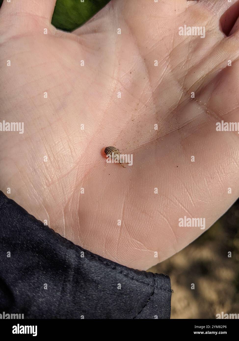 Pit trapping antlions hi-res stock photography and images - Alamy