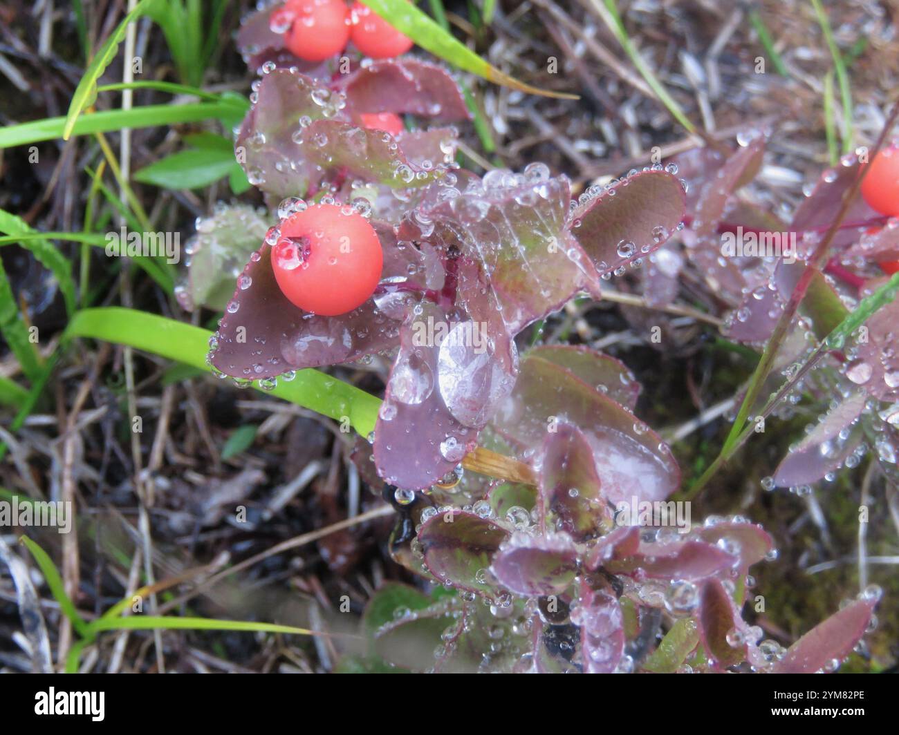 Northern Comandra (Geocaulon lividum Stock Photo - Alamy