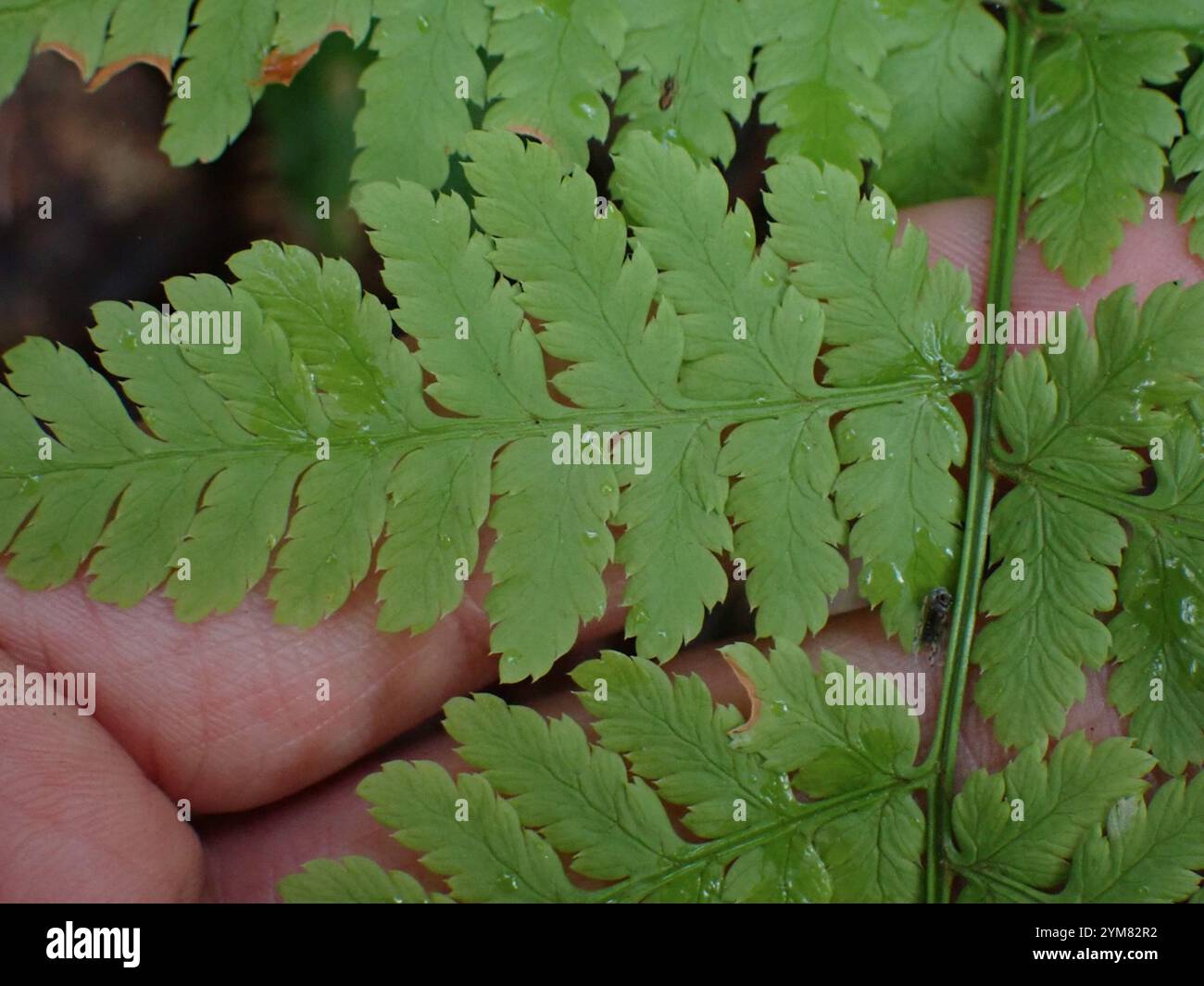 spreading wood fern (Dryopteris expansa Stock Photo - Alamy
