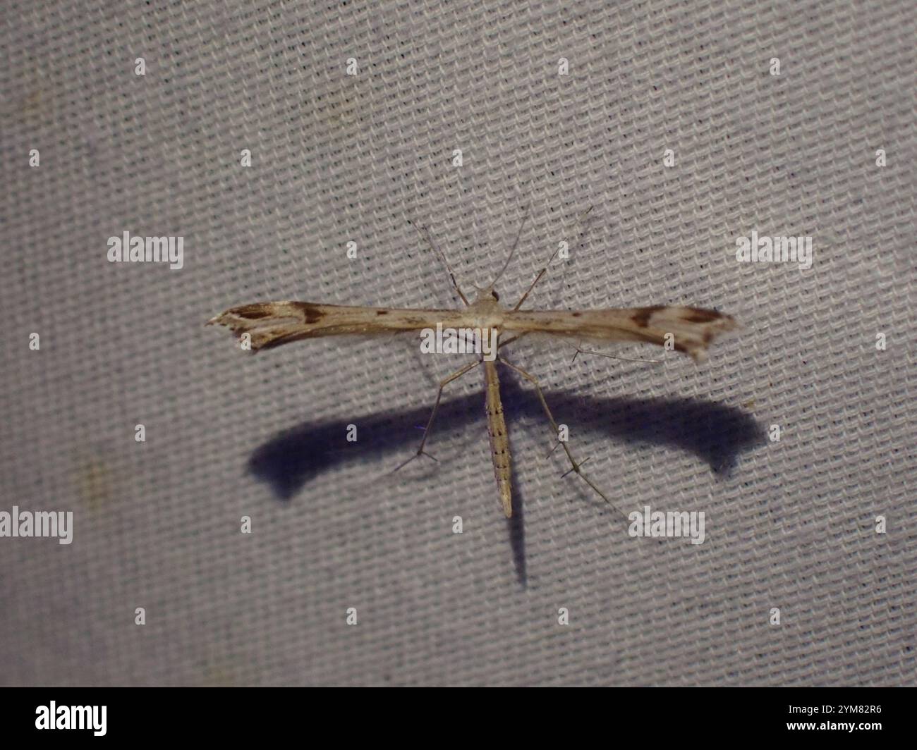 Plume Moths (Pterophoridae Stock Photo - Alamy