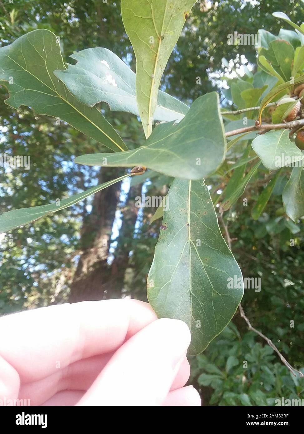 water oak (Quercus nigra Stock Photo - Alamy