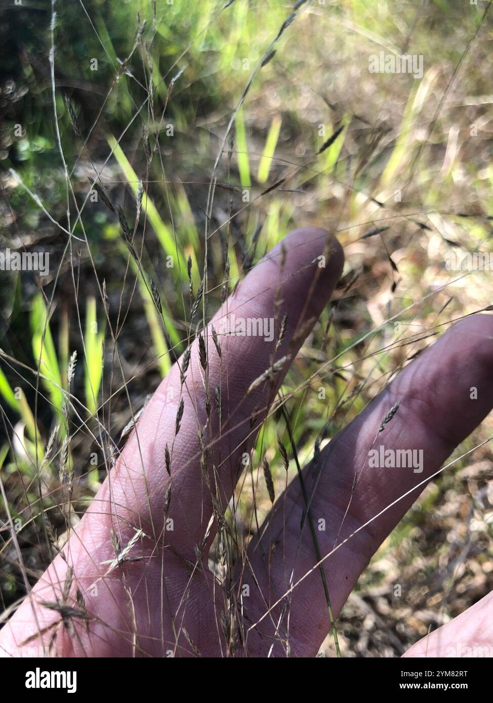 Coastal Lovegrass (Eragrostis refracta Stock Photo - Alamy