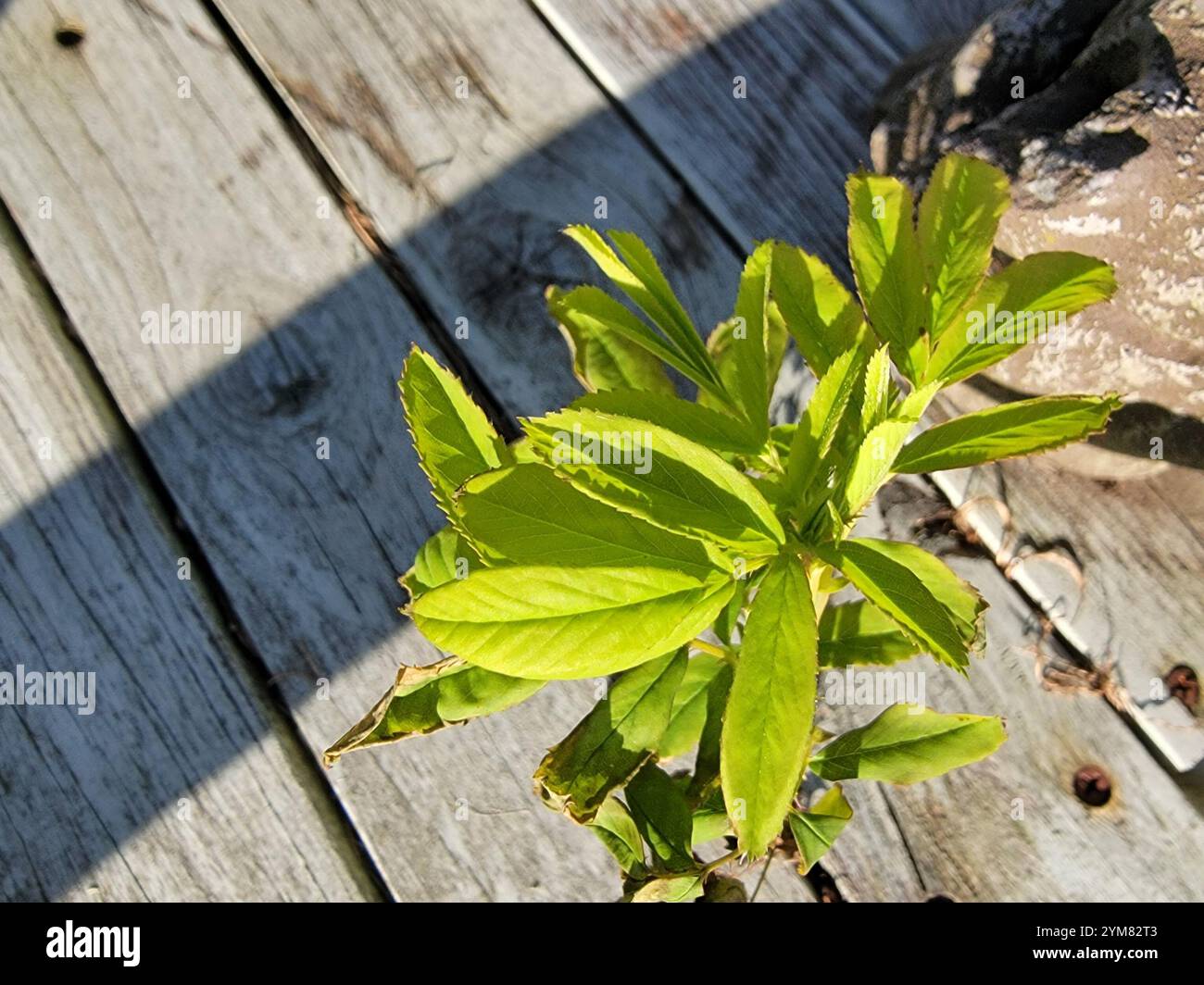 swamp rose (Rosa palustris Stock Photo - Alamy